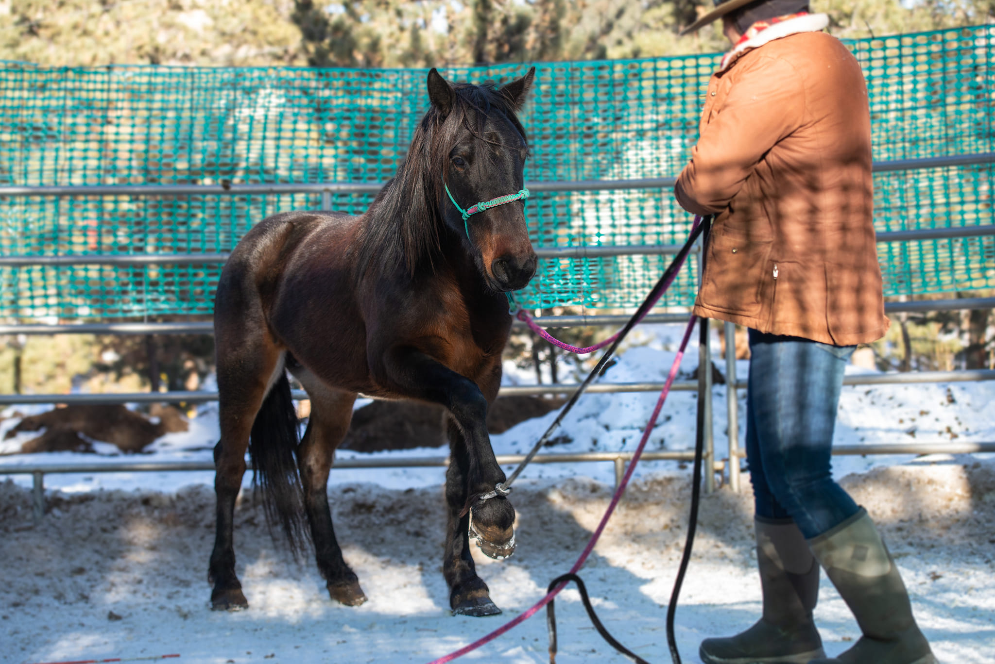The Leg Rope – Wild Horse Outreach & Advocacy